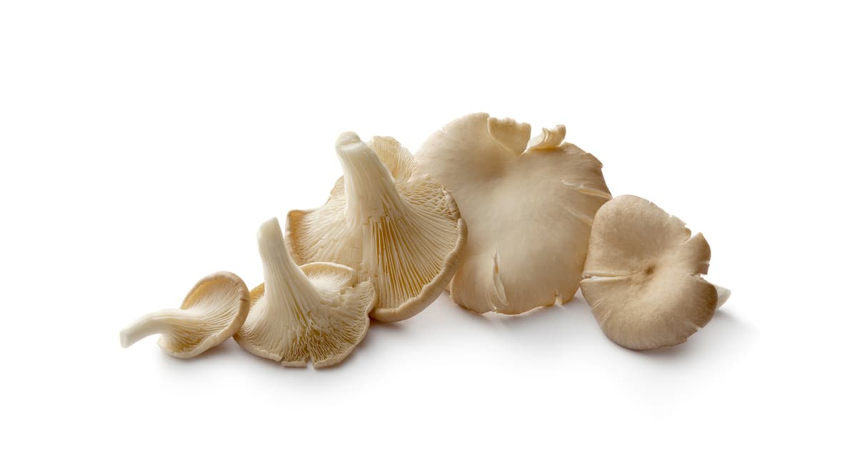 Pleurotus (Austernpilz) | Migusto