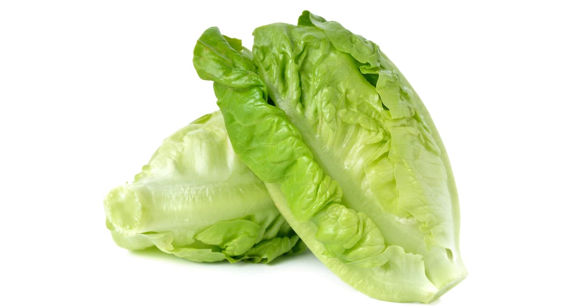 Lattuga romana | Migusto