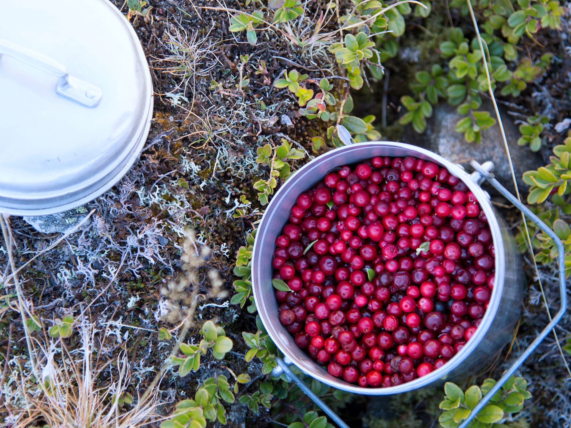 Traubensirup | Migusto